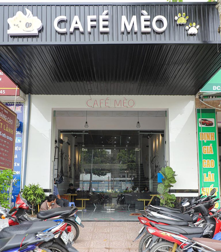 Top 3 cafe mèo Cần Thơ không gian đẹp cho các bạn yêu mèo - TRANG TOP